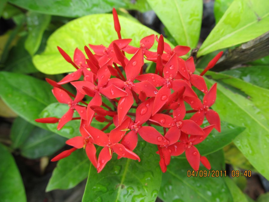 Ixora casei (Cultivated) – eFlora of India